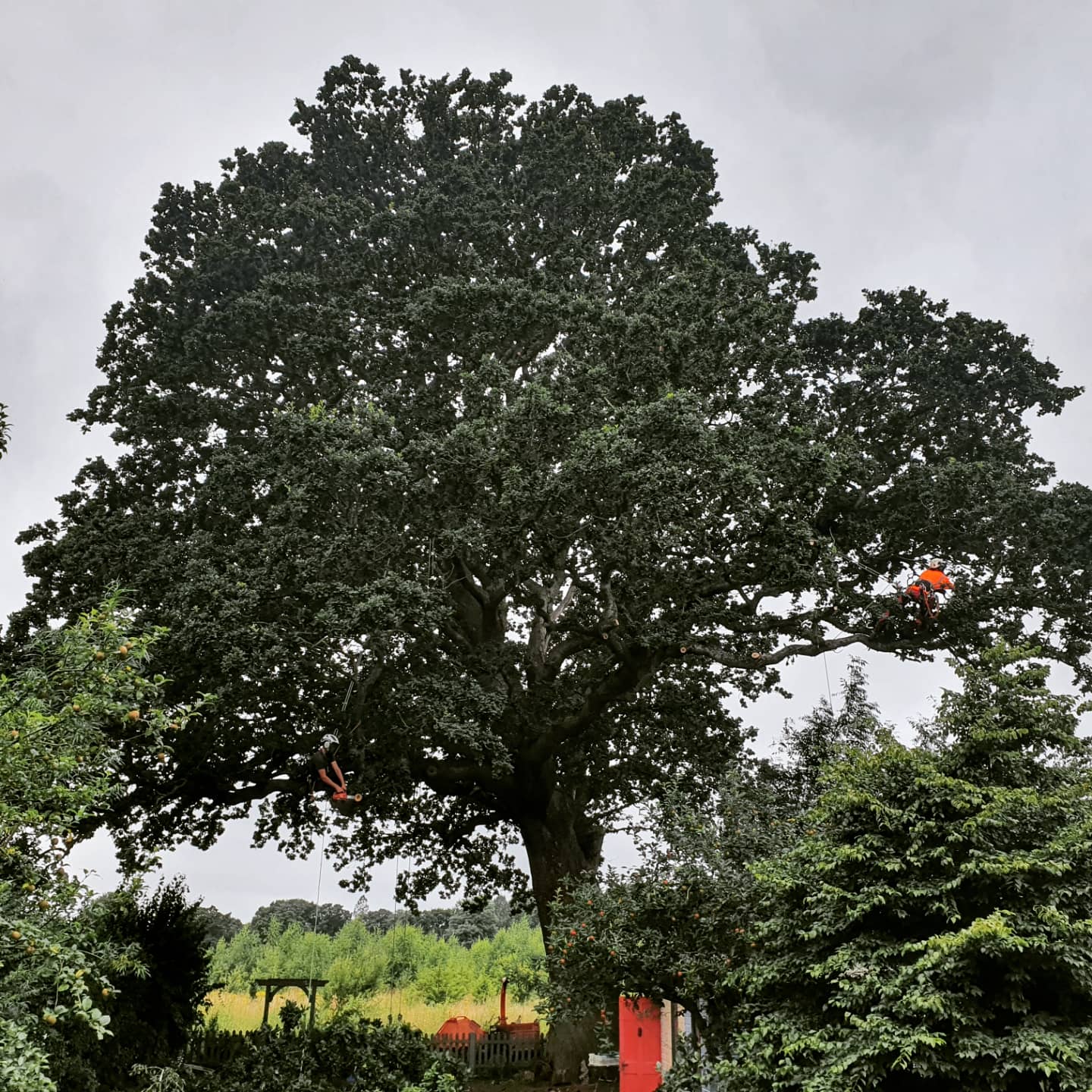 Crown Tree Services - Tree surgery services Norwich, Norfolk